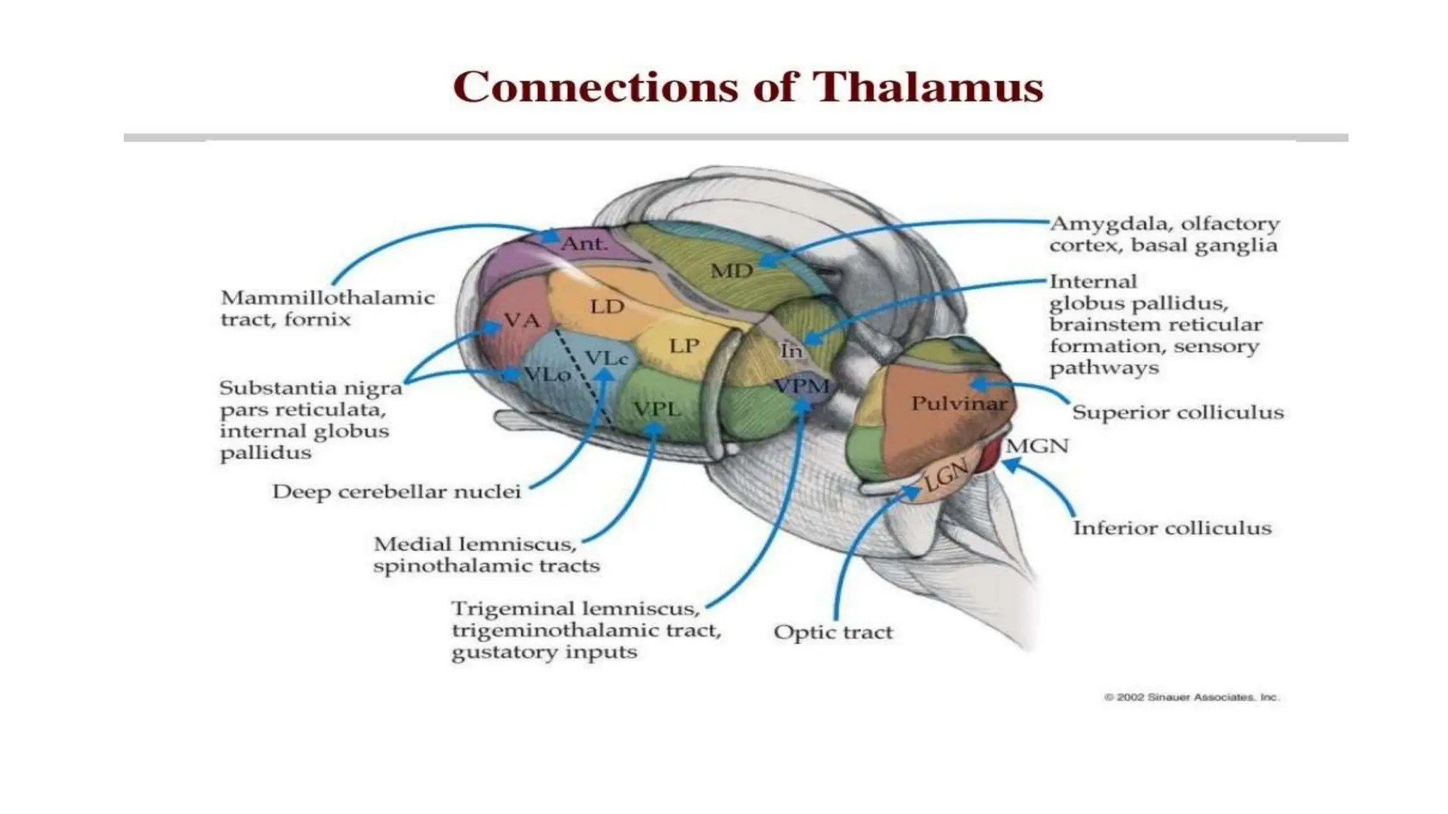 THALAMUS ANATOMY.pptx
