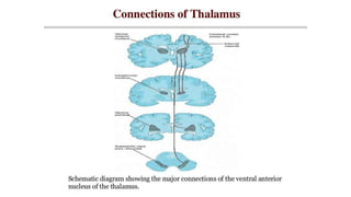 THALAMUS ANATOMY.pptx