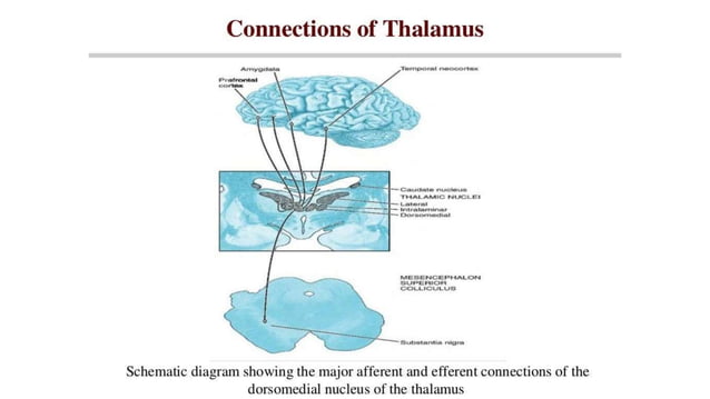 THALAMUS ANATOMY.pptx