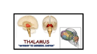 THALAMUS ANATOMY.pptx