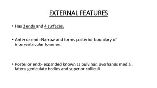 THALAMUS ANATOMY.pptx