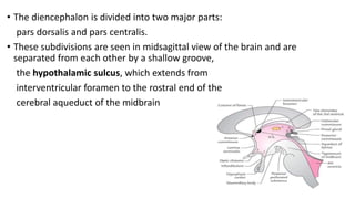 THALAMUS ANATOMY.pptx