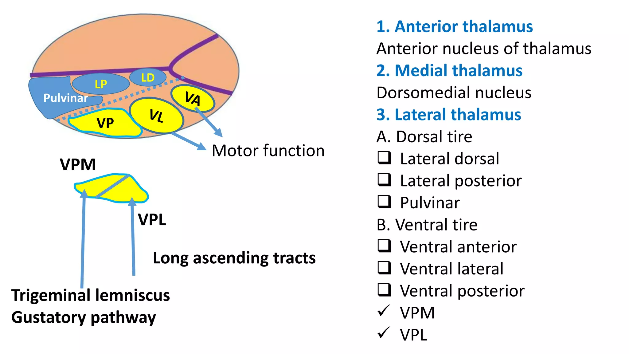 Antomy of Thalamus and hypothalamus | PDF