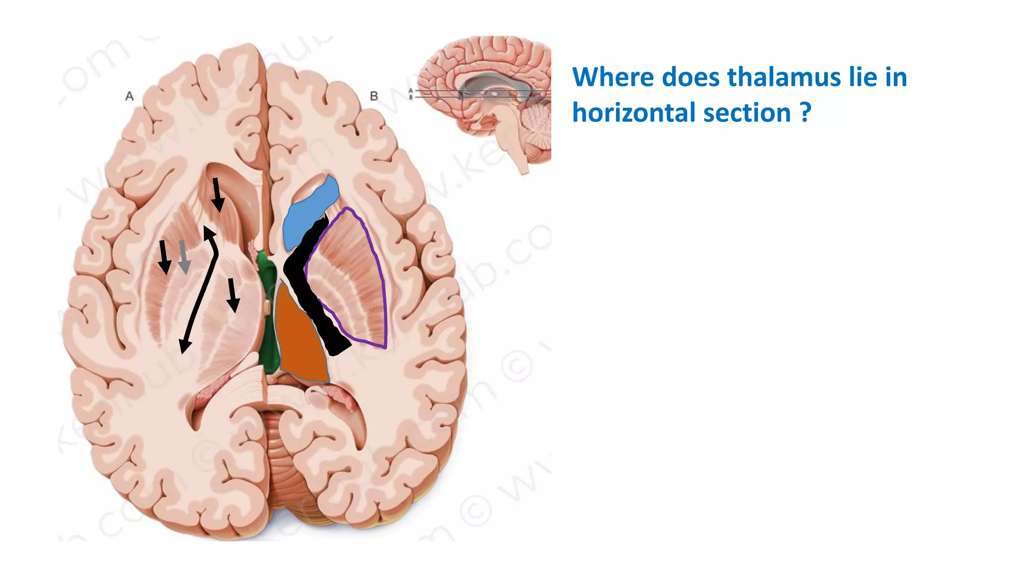 Antomy of Thalamus and hypothalamus | PDF