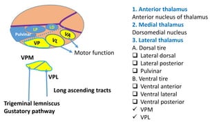 Antomy of Thalamus and hypothalamus | PDF