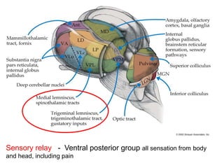 Thalamus and its connection | PPTX