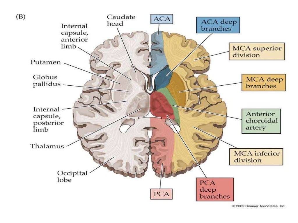 Thalamus and its connection