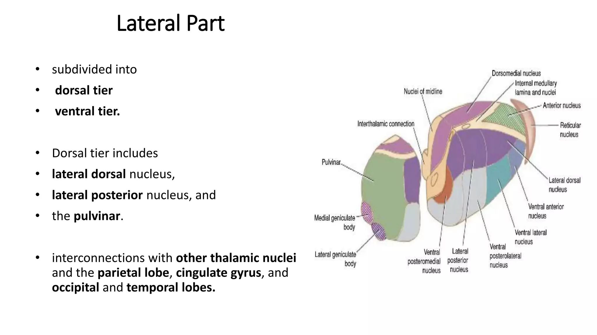 Thalamus and its surgical approaches | PPTX