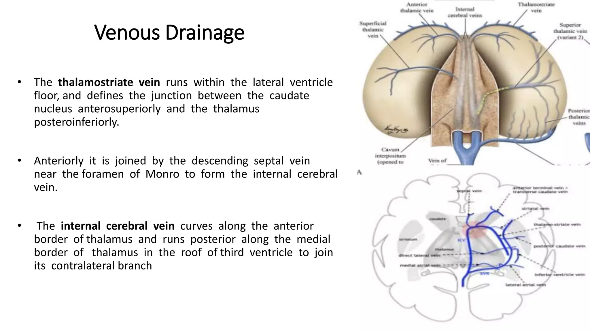 Thalamus and its surgical approaches | PPTX