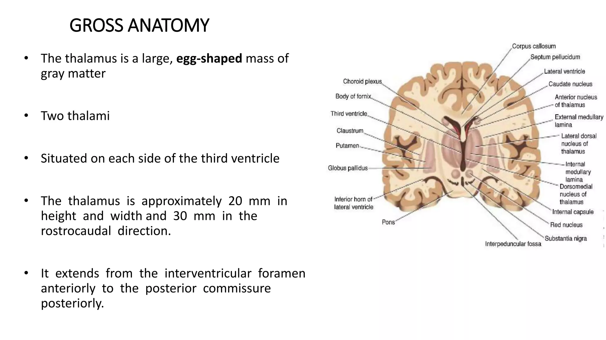 Thalamus and its surgical approaches | PPTX