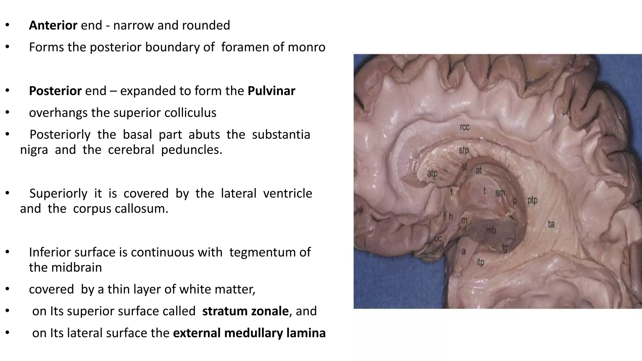 Thalamus and its surgical approaches | PPTX