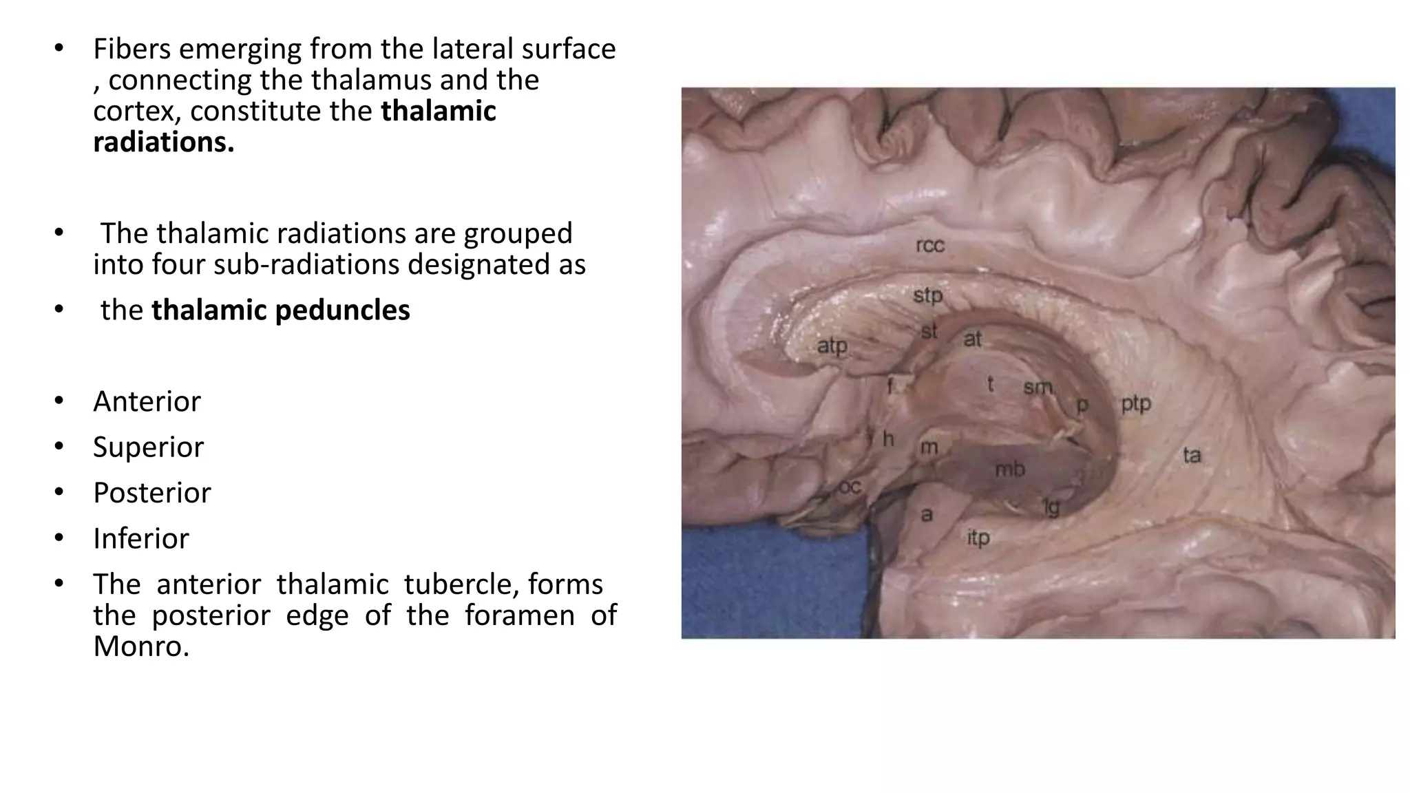 Thalamus and its surgical approaches | PPTX