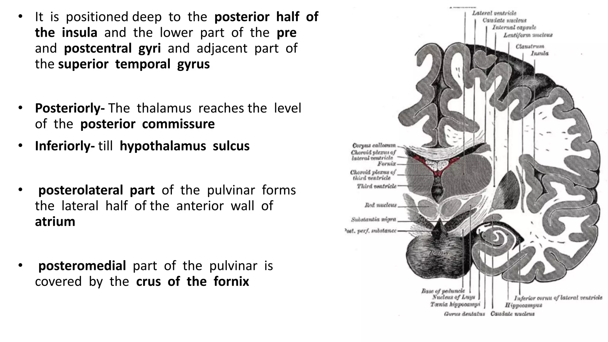 Thalamus and its surgical approaches | PPTX