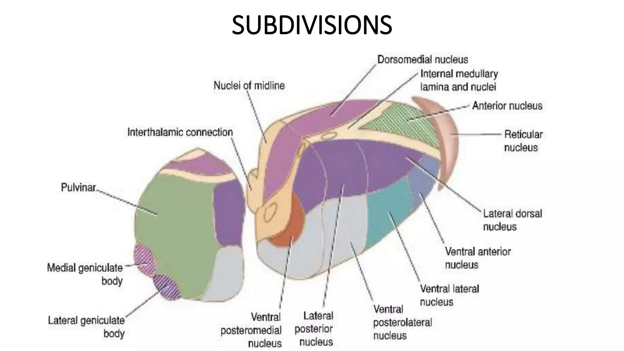 Thalamus and its surgical approaches | PPTX
