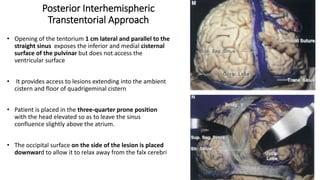 Thalamus and its surgical approaches | PPTX