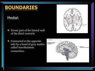 Thalamus final | PPTX