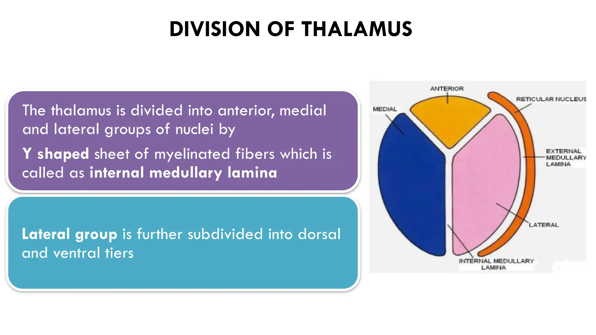 THALAMUS & HYPOTHALAMUS TOPIC PRESENTATION | PPTX