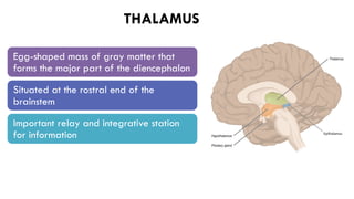 THALAMUS & HYPOTHALAMUS TOPIC PRESENTATION | PPTX