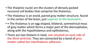 Comprehensive Overview of Thalamic Nuclei and Their Functions in the ...