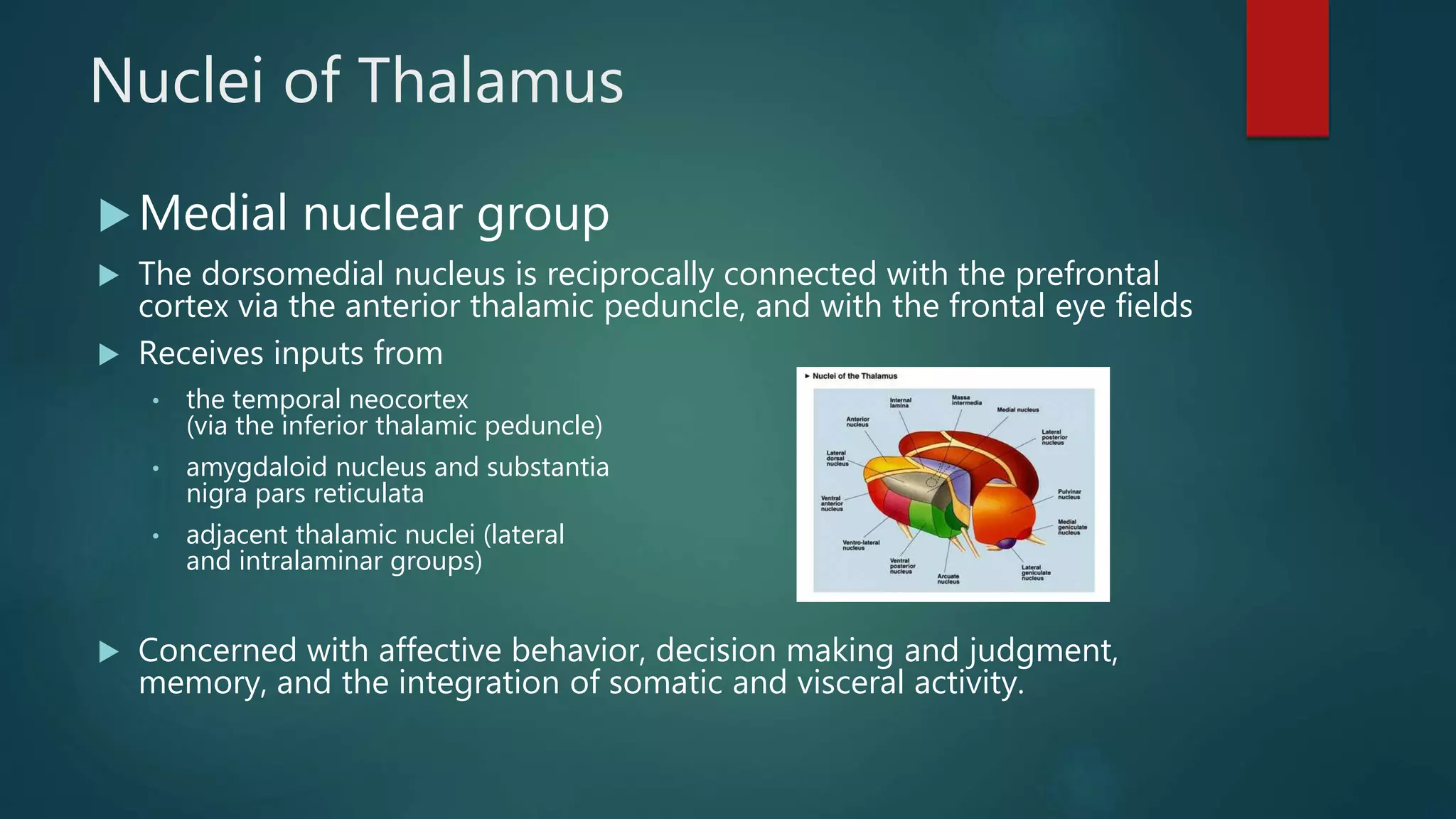 Thalamus ppt | PPTX