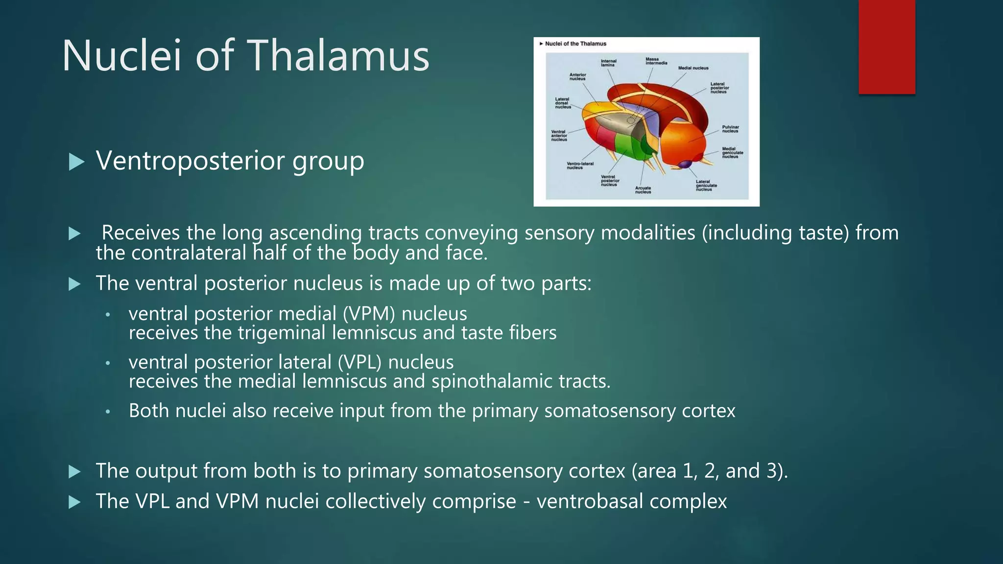 Thalamus ppt | PPTX