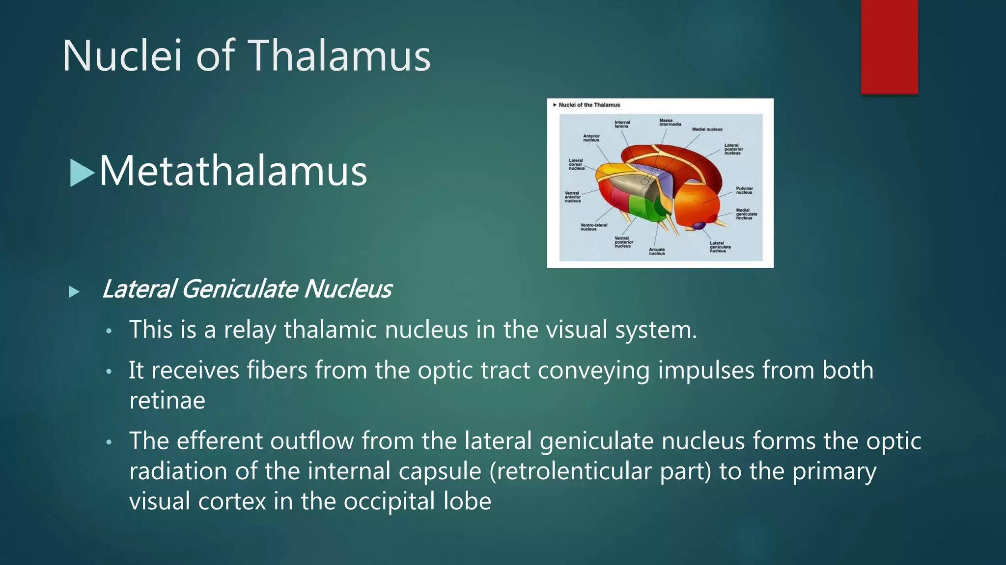 Thalamus ppt | PPTX