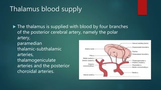 Thalamus ppt | PPTX