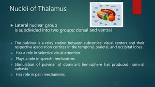 Thalamus ppt | PPTX