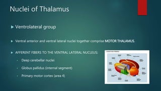 Thalamus ppt | PPTX