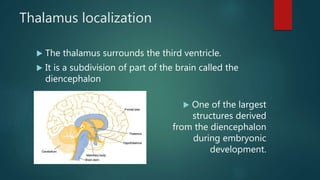 Thalamus ppt | PPTX