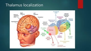 Thalamus ppt | PPTX