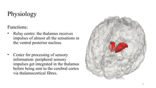 Thalamus Neurology PowerPoint Presentation | PPTX