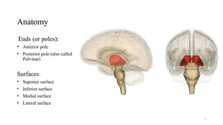 Thalamus Neurology PowerPoint Presentation | PPTX