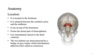 Thalamus Neurology PowerPoint Presentation | PPTX