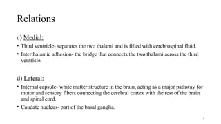 Thalamus Neurology PowerPoint Presentation | PPTX