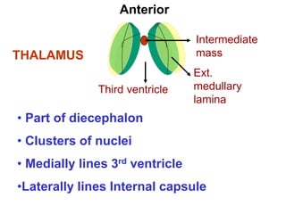 Thalamus .ppt