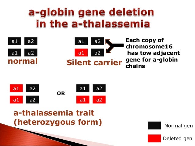 Thalasemia