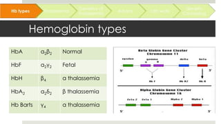 Genetics of Thalassemia | PPTX