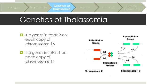 Genetics of Thalassemia