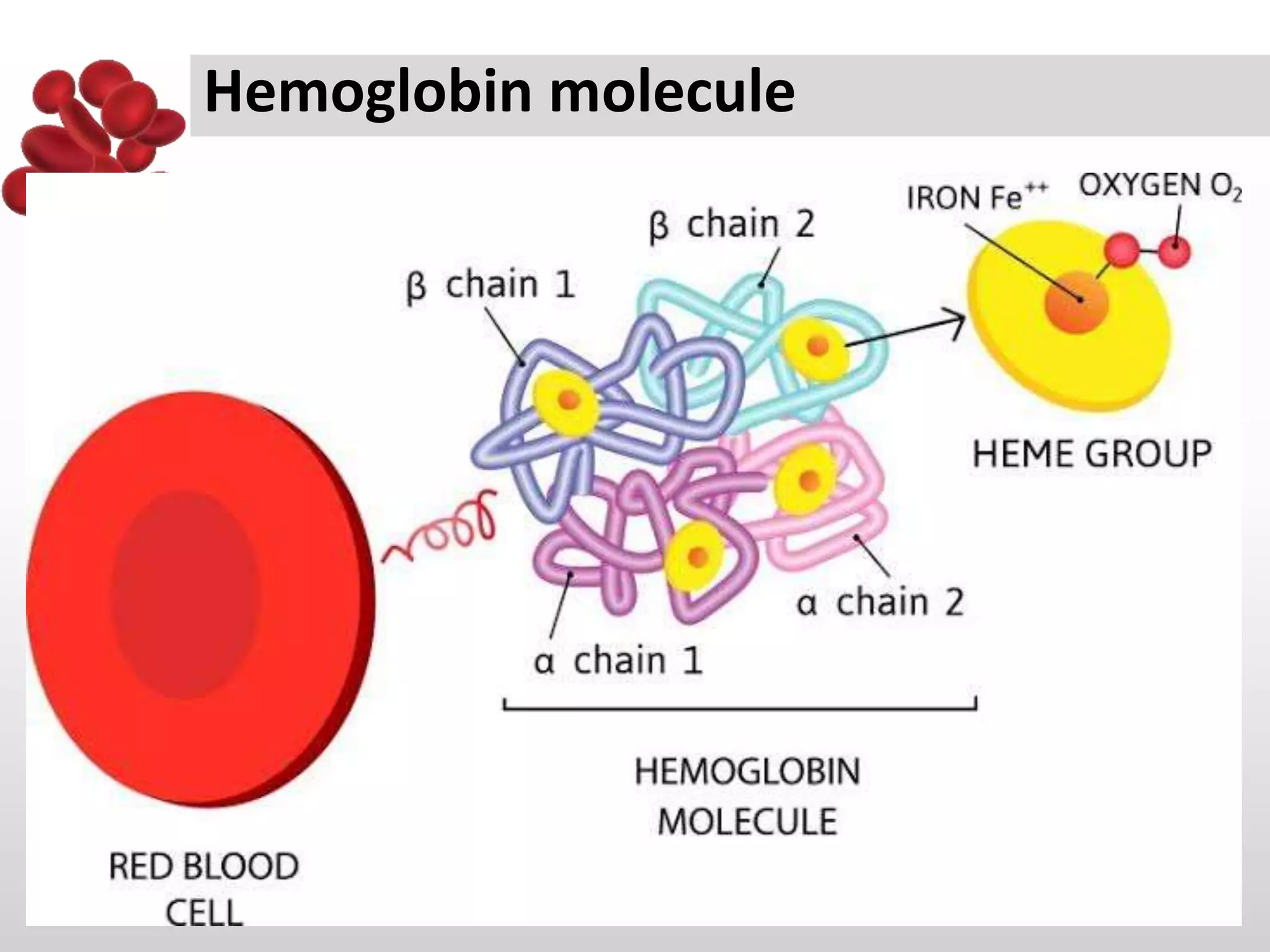 Thalassemia | PPTX