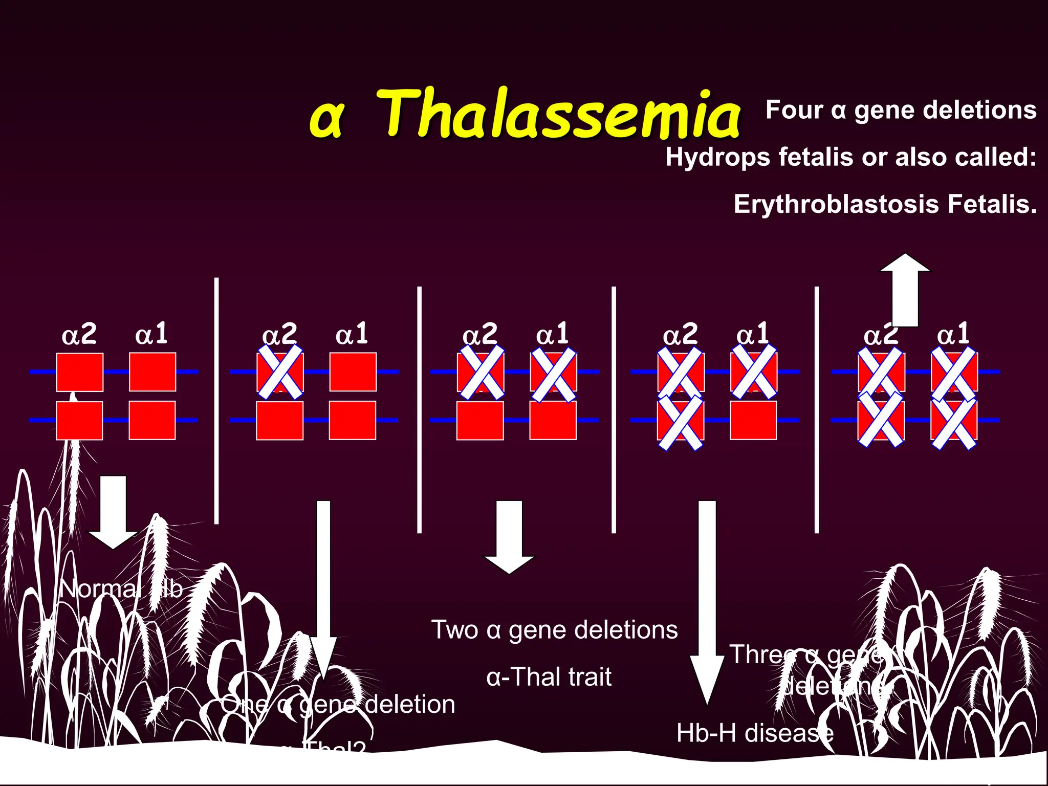 thalassemias PATHOGENESIS AND PATHOLOGY PPT | PPT