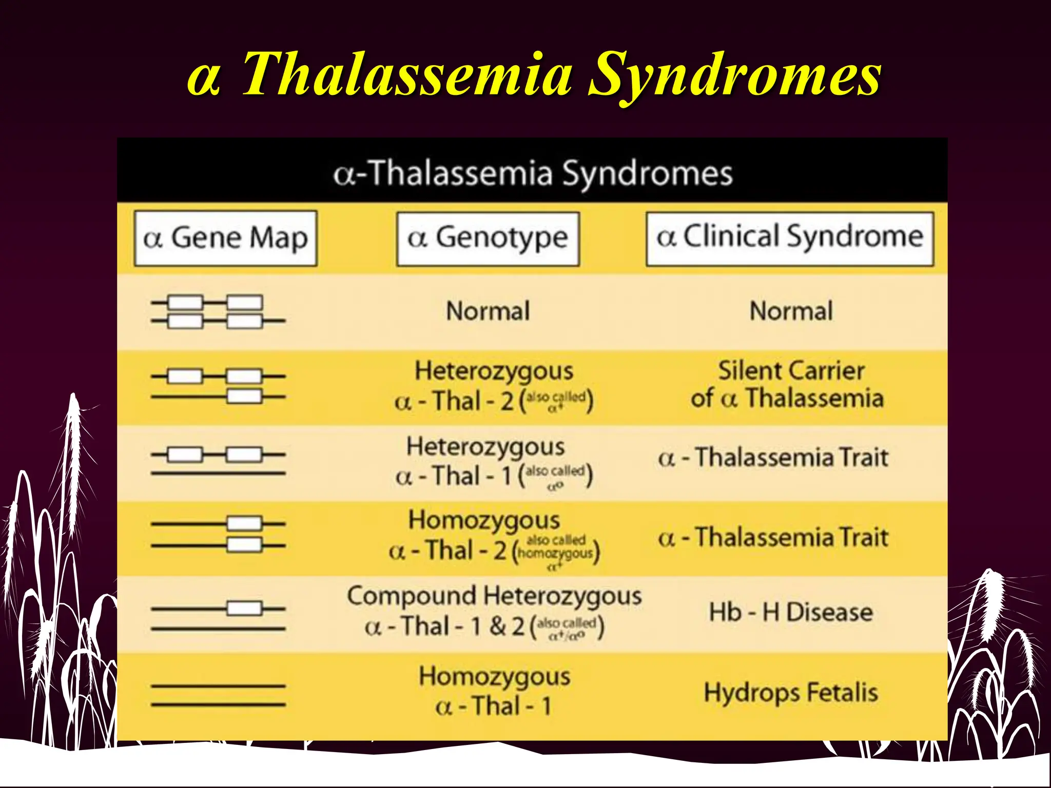thalassemias PATHOGENESIS AND PATHOLOGY PPT | PPT