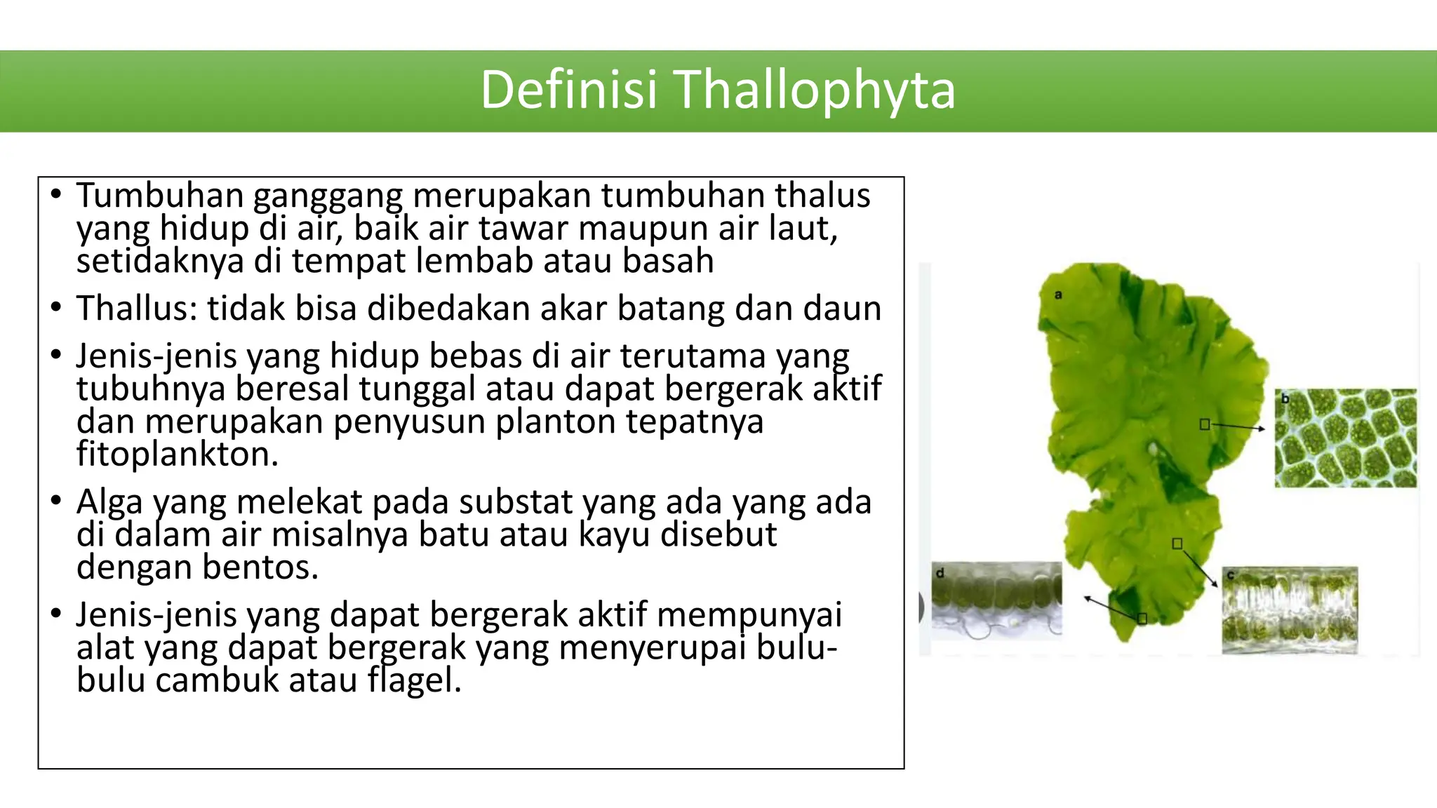 Thallophyta dan Spermatophyta diperairan.pptx