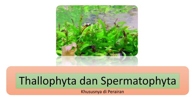 Thallophyta dan Spermatophyta diperairan.pptx