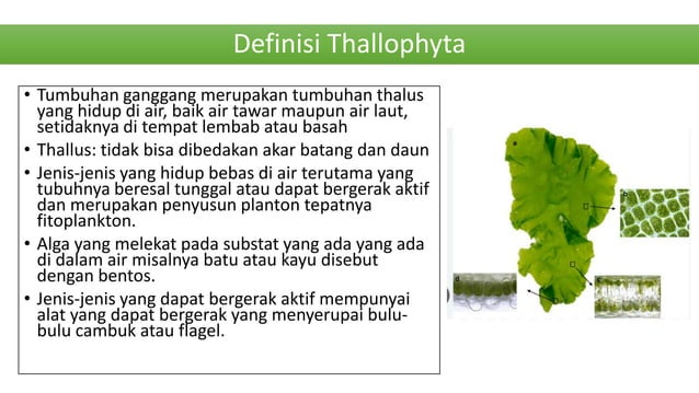 Thallophyta dan Spermatophyta diperairan.pptx