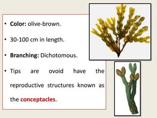 Thallophytes Plants