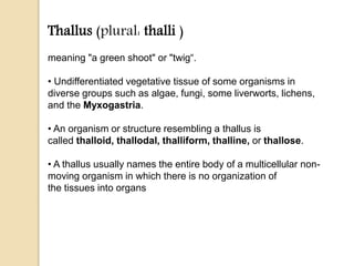 Thallopyte | PPT