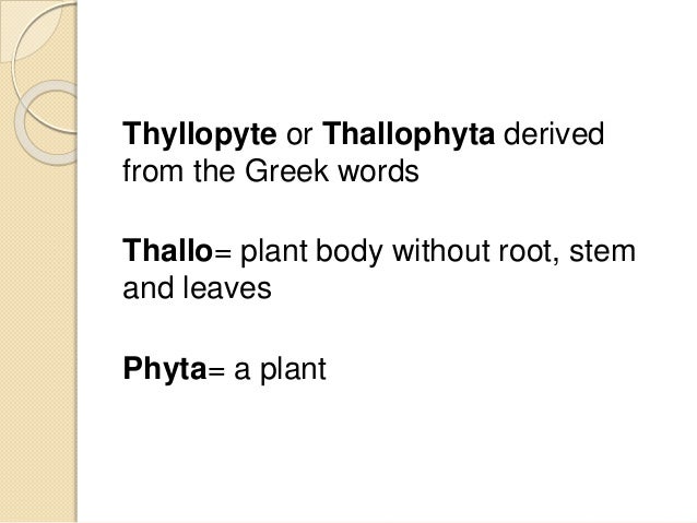 Thallopyte