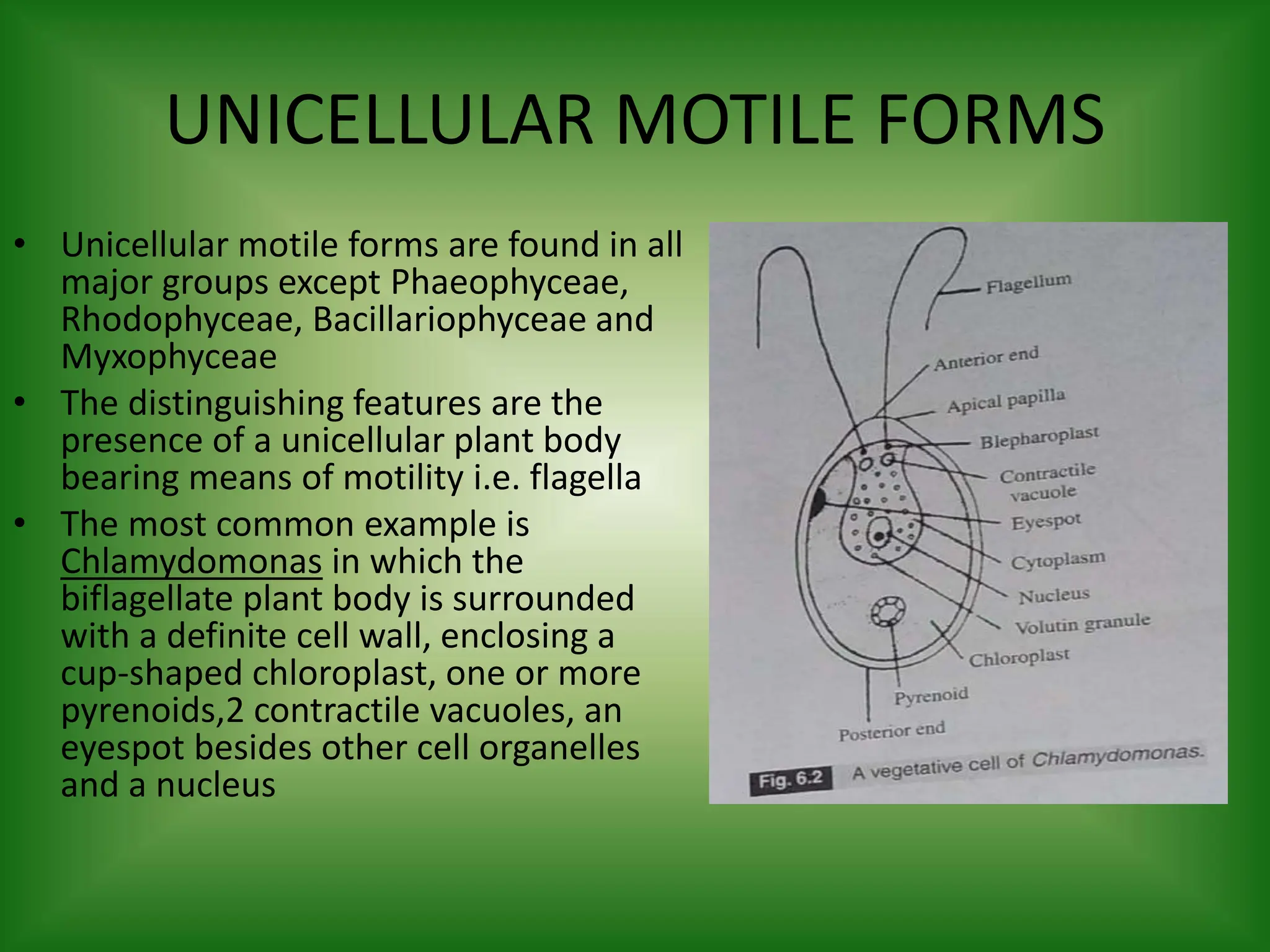 THALLUS ORGANISATION OF CHLOROPHYCEAE.pptx