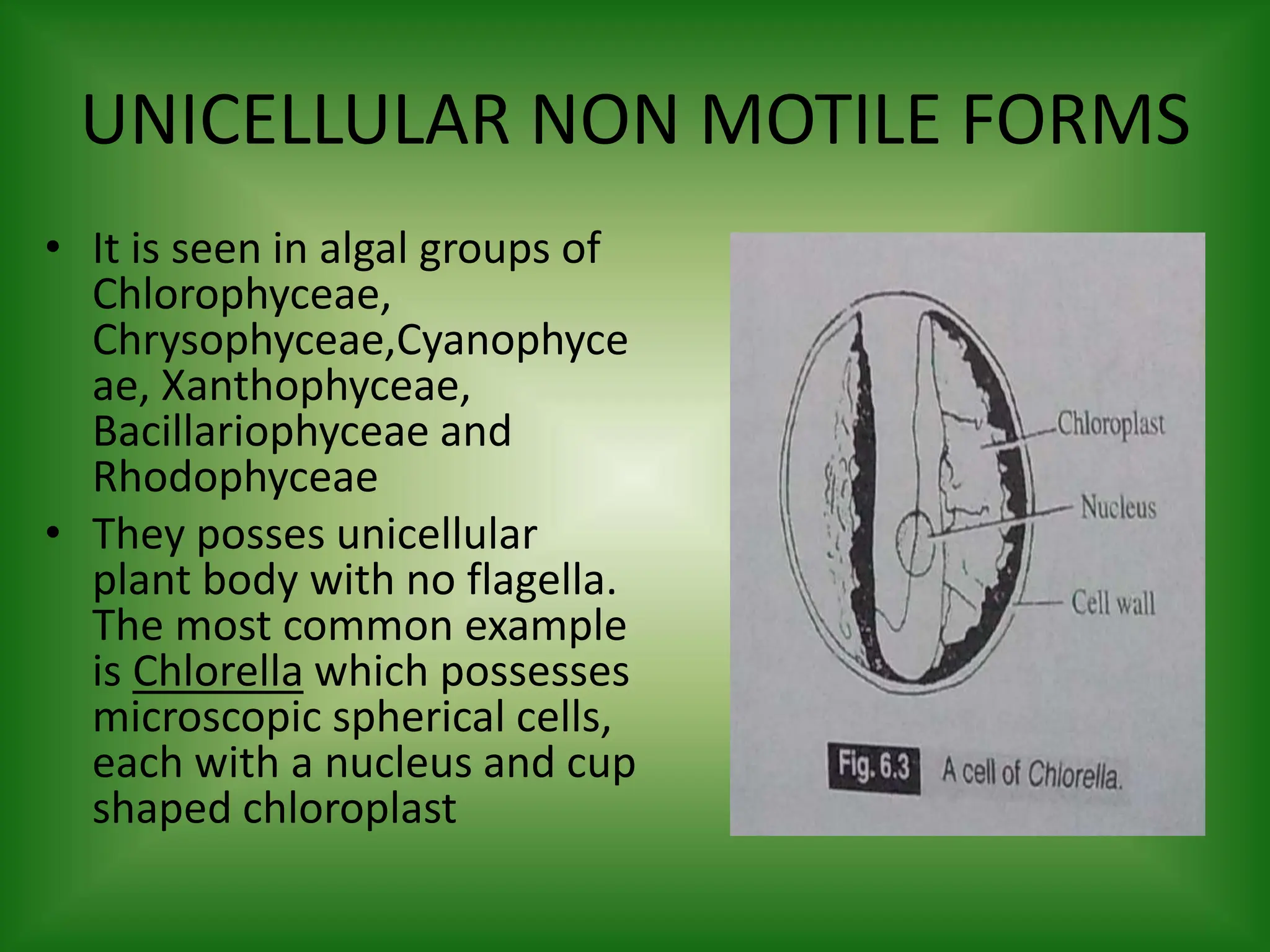 THALLUS ORGANISATION OF CHLOROPHYCEAE.pptx